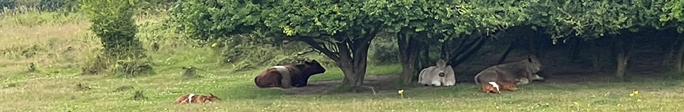 Rewilding Danmark - Rewilding Danmark