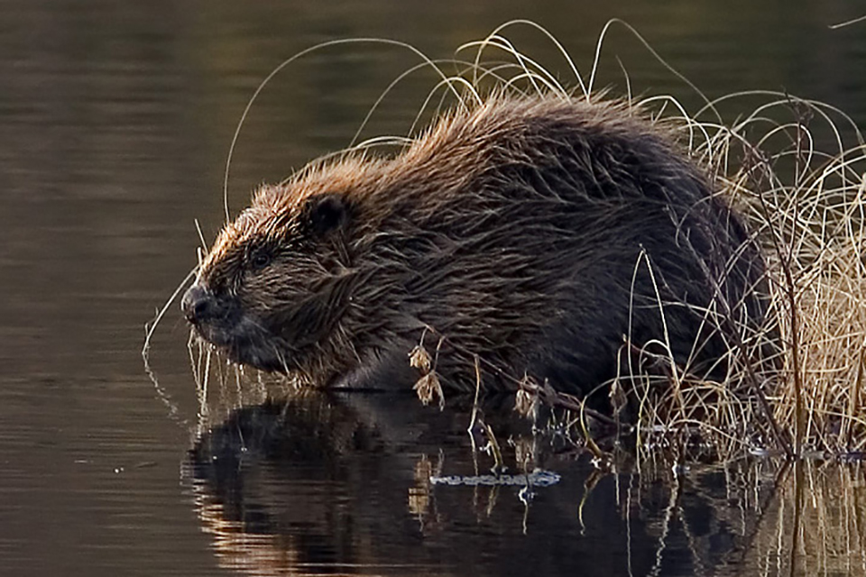 Rewilding - Hvad er det? - Rewilding Danmark
