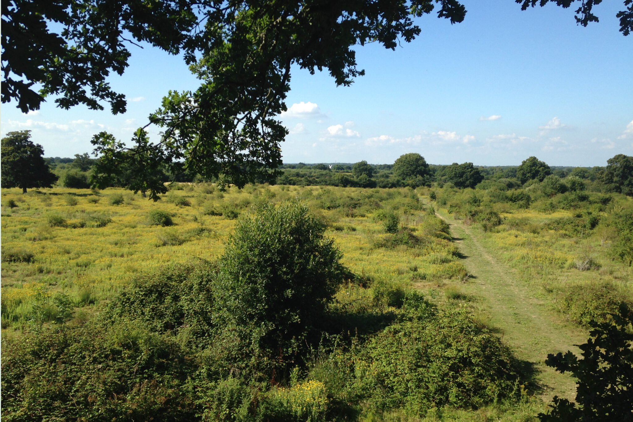 Opgørelser over kulstof i jorden på rewildede områder kan være sat fire ...