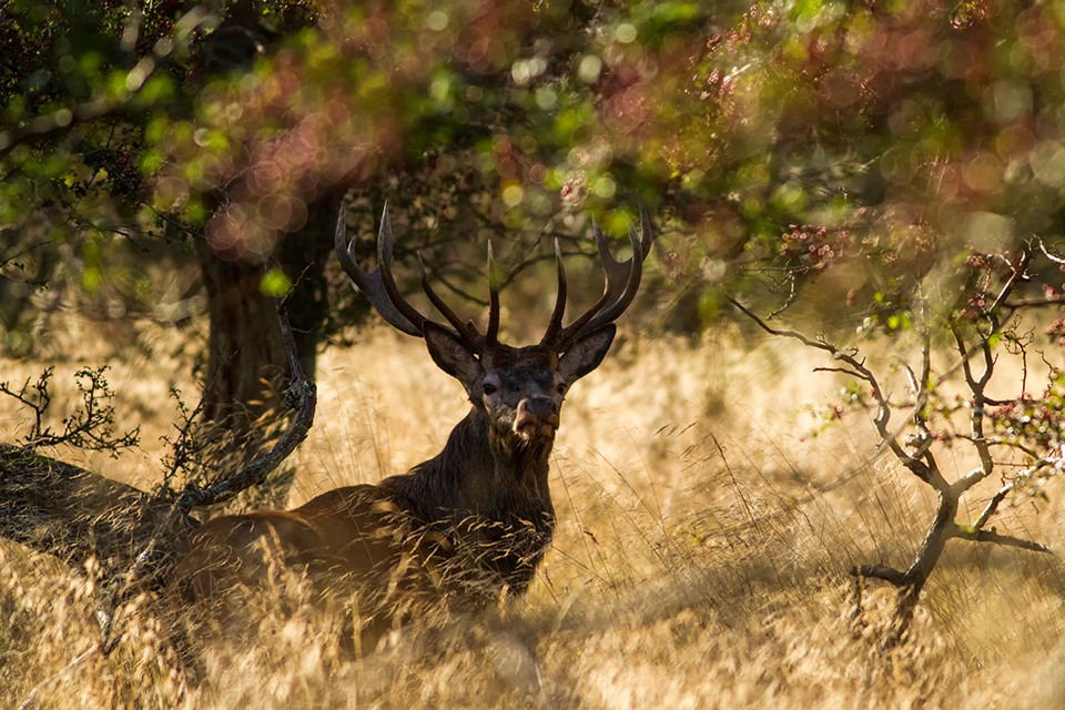 Om Rewilding Danmark - Rewilding Danmark