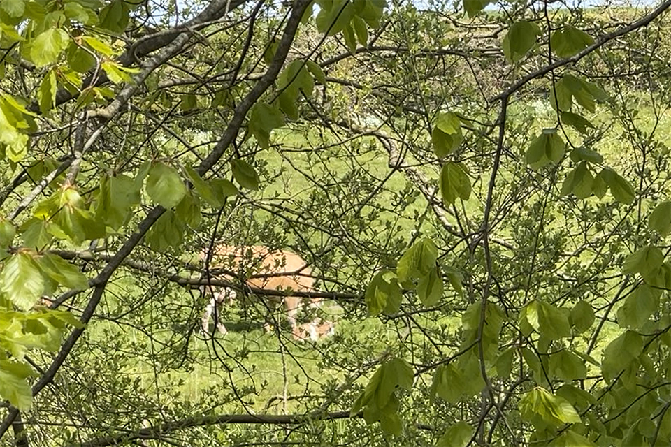 Om Rewilding Danmark - Rewilding Danmark