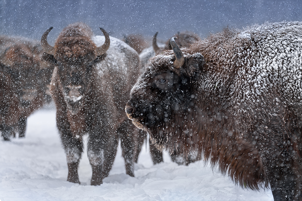 Bisonflokken i Berleburg - hvem ejer den? - Rewilding Danmark
