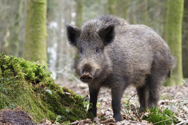 Ny bog fortæller om vildsvineliv i Storbritannien - Rewilding Danmark