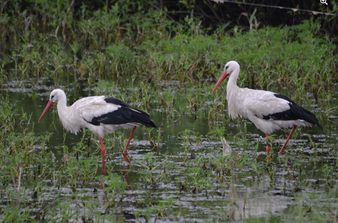 Storkene – en genfortryllet succes - Rewilding Danmark