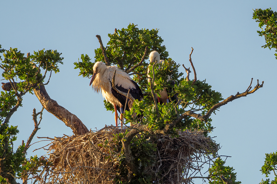 Rewilding Danmark - Rewilding Danmark