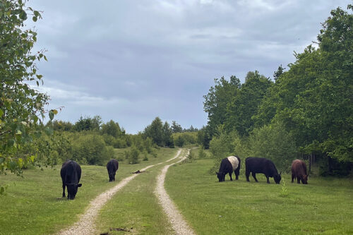 Rewilding Danmark - Rewilding Danmark