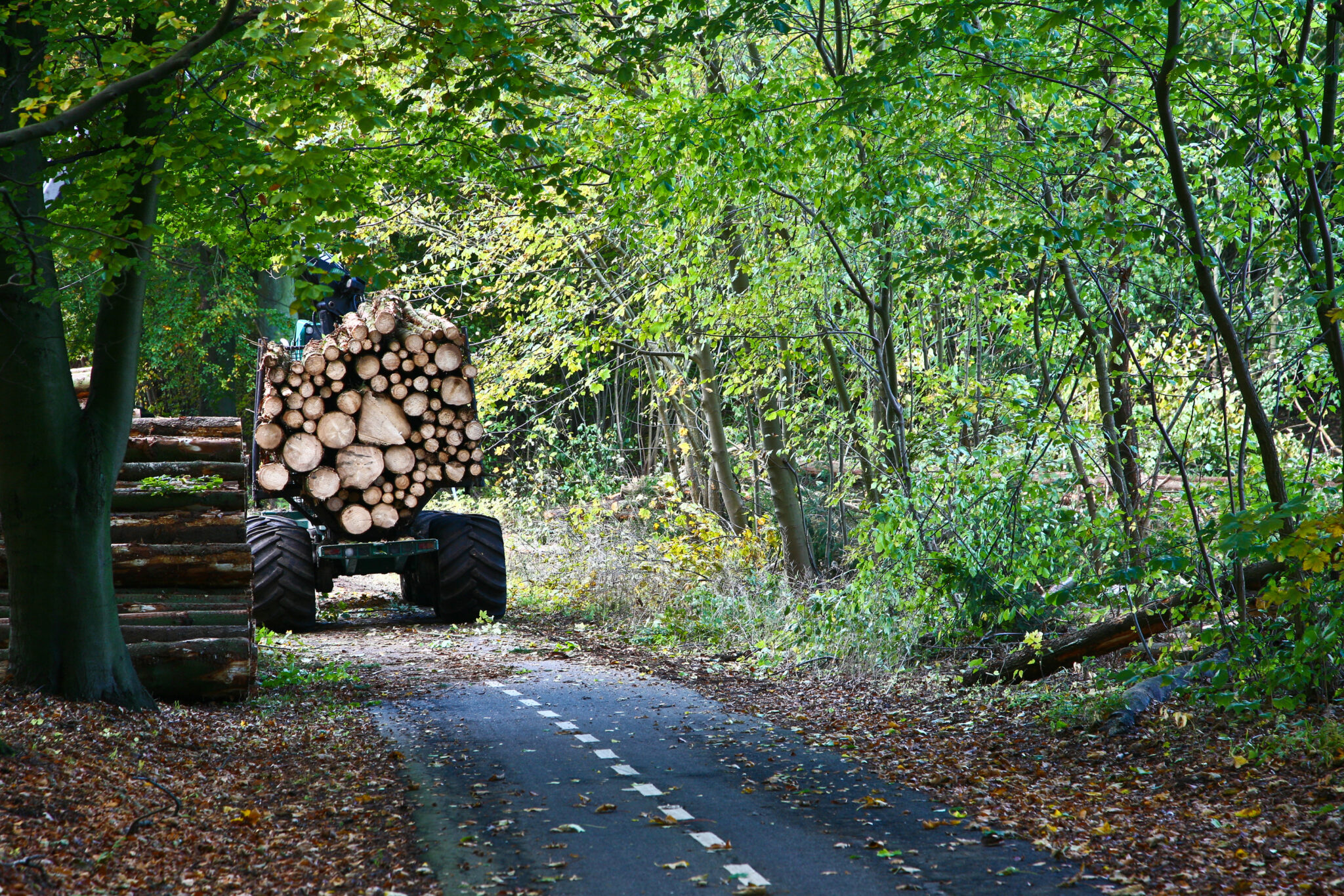 Rewilding Danmark - Rewilding Danmark