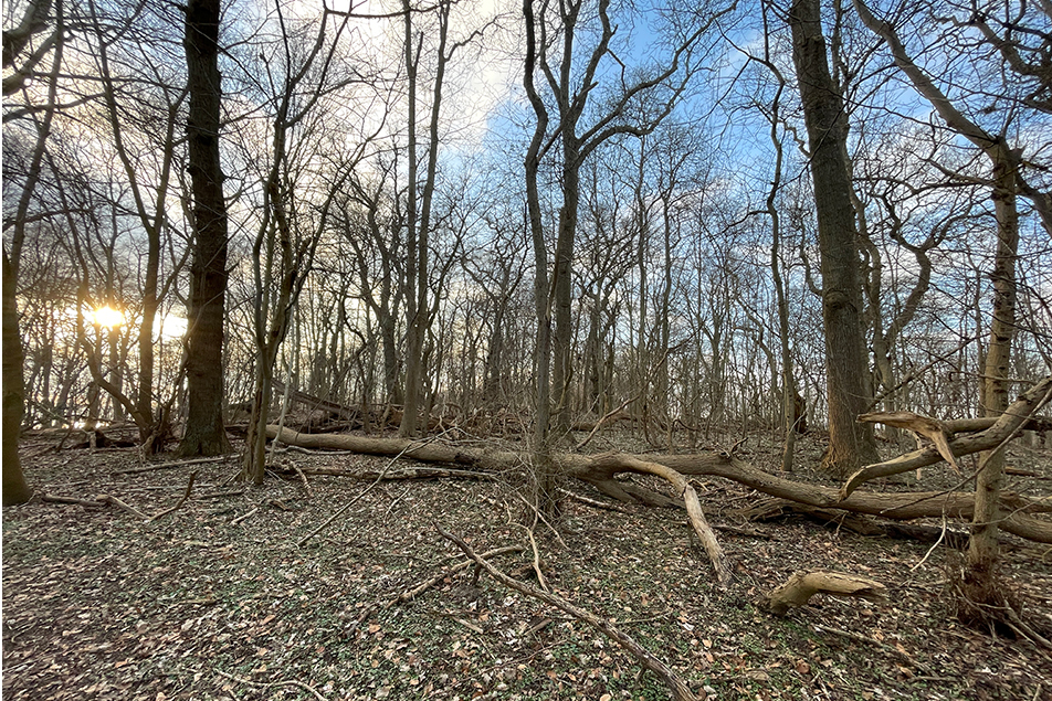 Rewilding Danmark - Rewilding Danmark