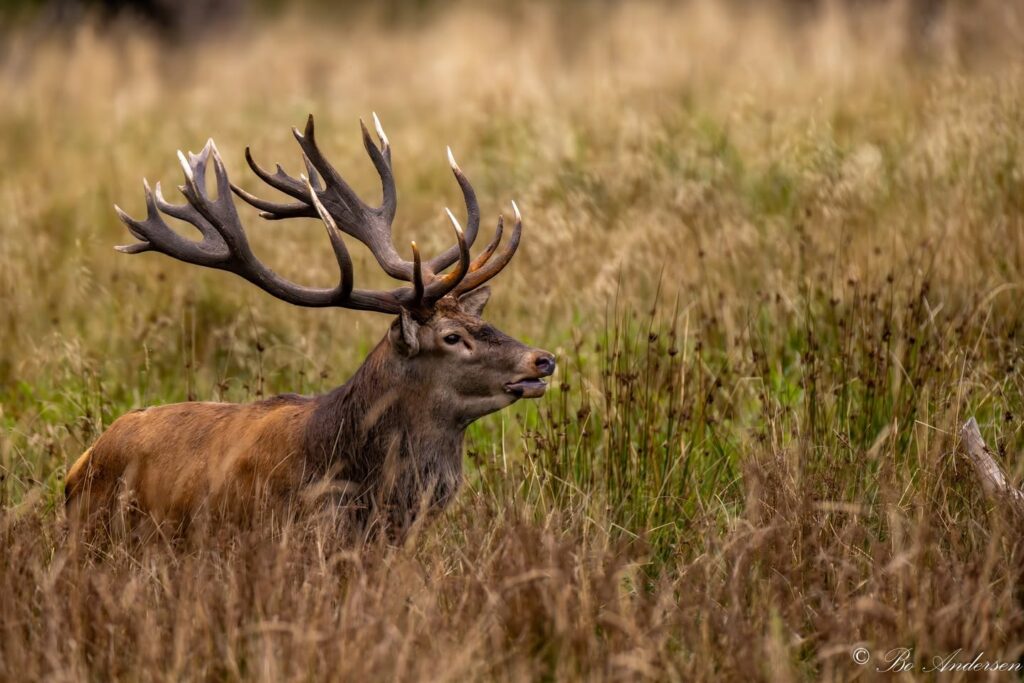 Rewilding Danmark - Rewilding Danmark