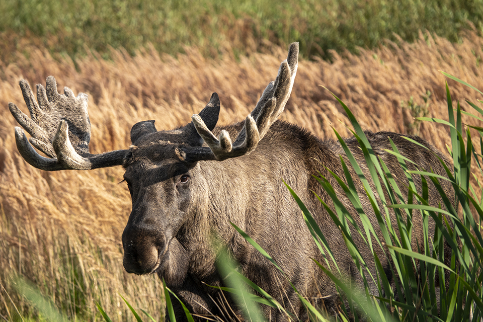 Meningsmålinger Archives - Rewilding Danmark