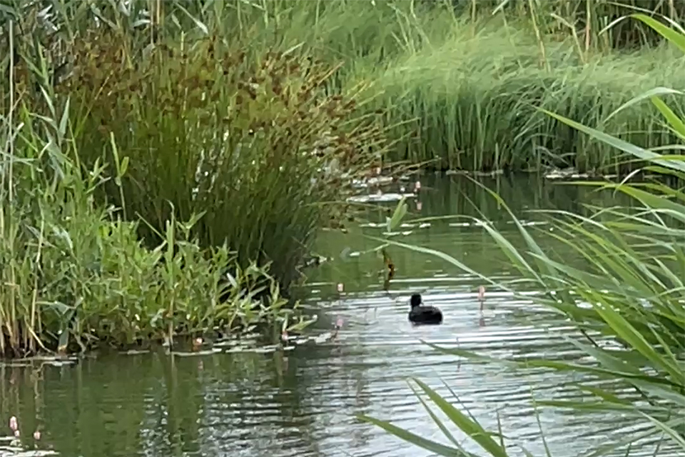 Rewilding Danmark - Rewilding Danmark